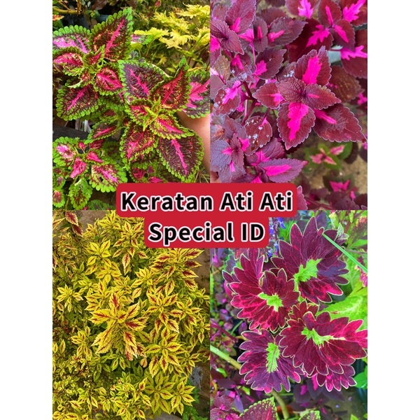 🔥🔥Hot Selling🔥🔥Keratan Ati Ati Murah/ Ati ati Special ID/Coleus Plant ...