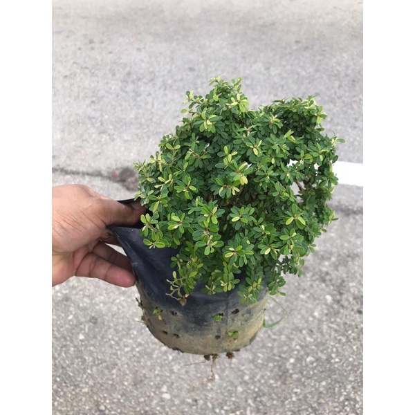 Pokok Bonsai super dwarf blue bell purple color pokok bunga hiasan ...