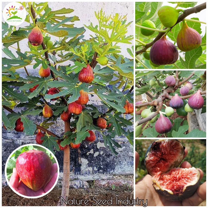 Fig Tree Seed (100 Seeds/bag, Seeds for Planting)丨无花果种子丨Biji Buah Ara丨 ...