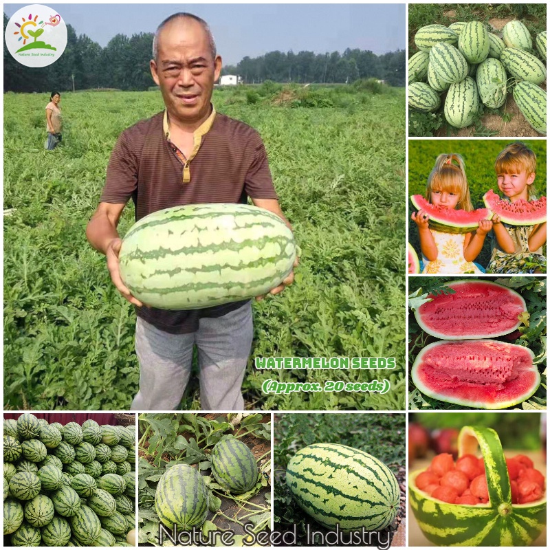 Giant Watermelon Seeds for Planting (20 seeds/pack) - Bonsai Fruit Tree ...