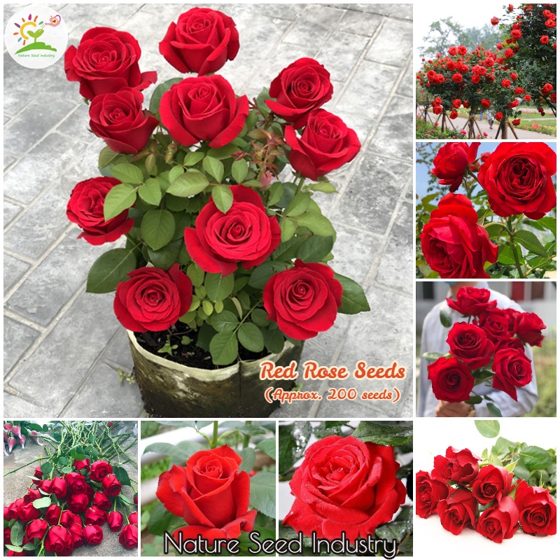 Red Rose Seeds for Planting 10 PCS Benih Bunga Mawar Merah Seeds for ...