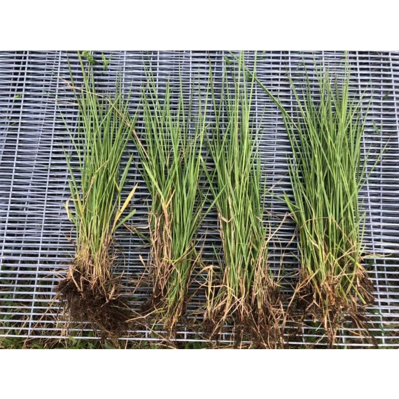 Benih rumput minyak @ Brachiaria humidicola (5kg) | Shopee Malaysia