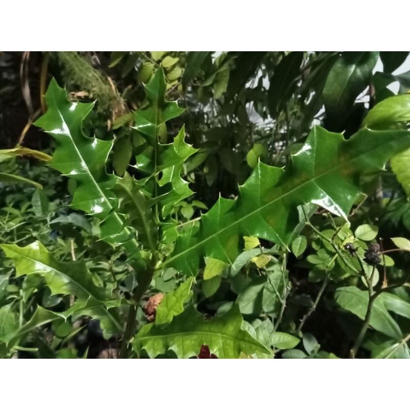 1 anak pokok jeruju dalam polybag | Shopee Malaysia
