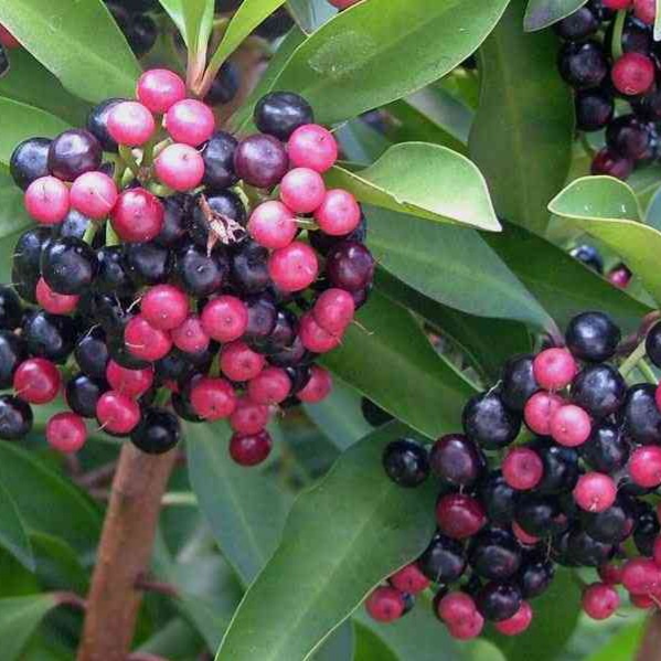 Daun Lempeni dan biji benih Lempeni (Ardisia elliptica) herba lempeni ...