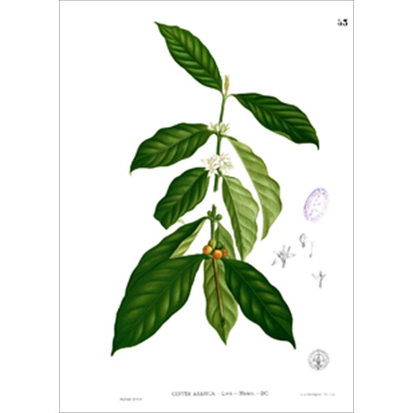 dried arabian coffee leaves / bean powder (coffea arabica) daun kopi ...