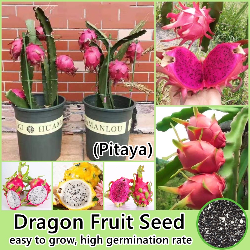 20 Seeds/pack Pitaya Seeds for Planting (Dragon Fruit Seed) 火龙果种子 ...