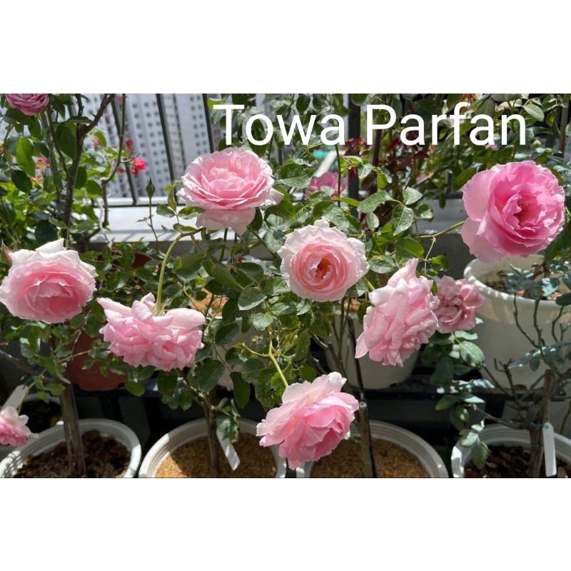 pokok ros berid ready stock ros hidup ros tahan panas rosa siam ros ...