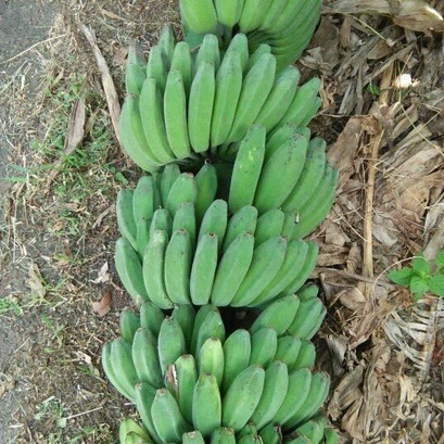 Baja Pisang Besarkan Buah Fertilizer for Banana 1kg | Shopee Malaysia