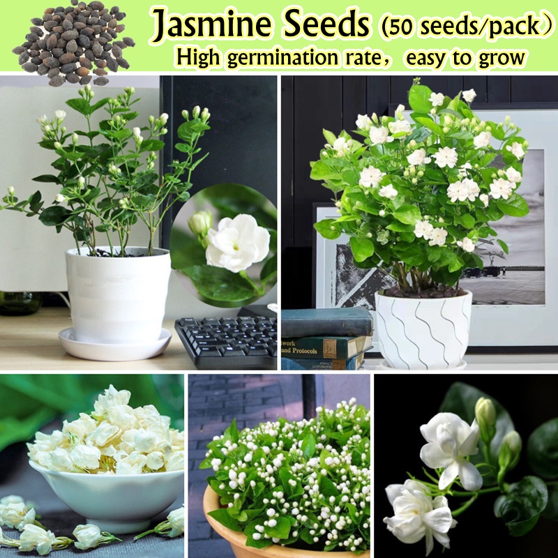 5PPCS Pure White Jasmine Flower Seeds for Planting Natural Perfume ...