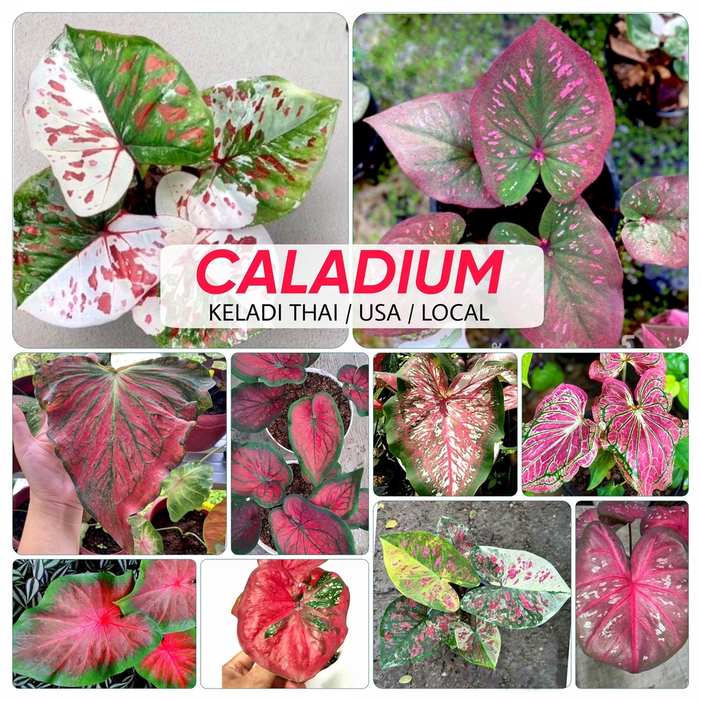 Caladium /彩芋叶 /keladi / Live Plant / Pokok Hidup / Home / Gardening ...