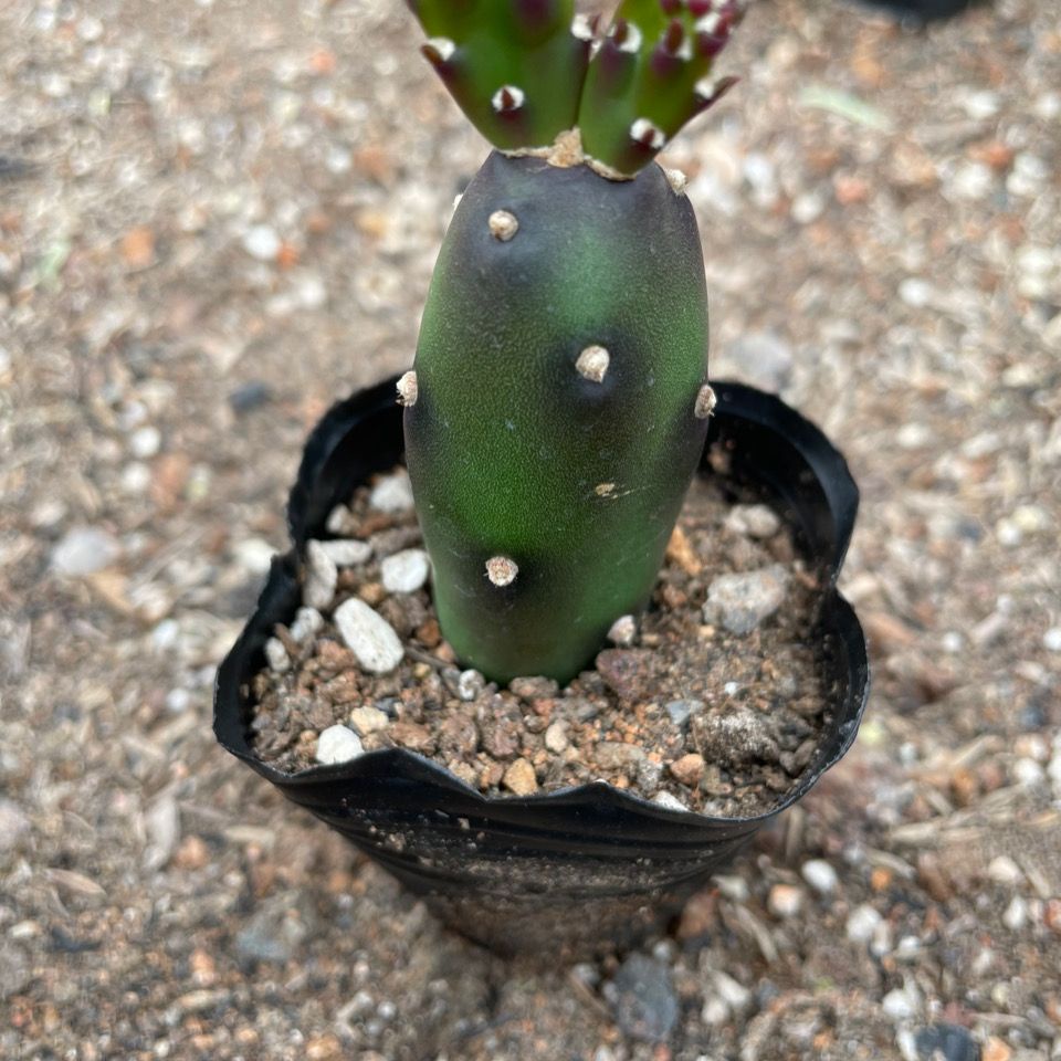 Small Native Circular Fan Cactus Succulent Plant Thorn-Free Variety ...