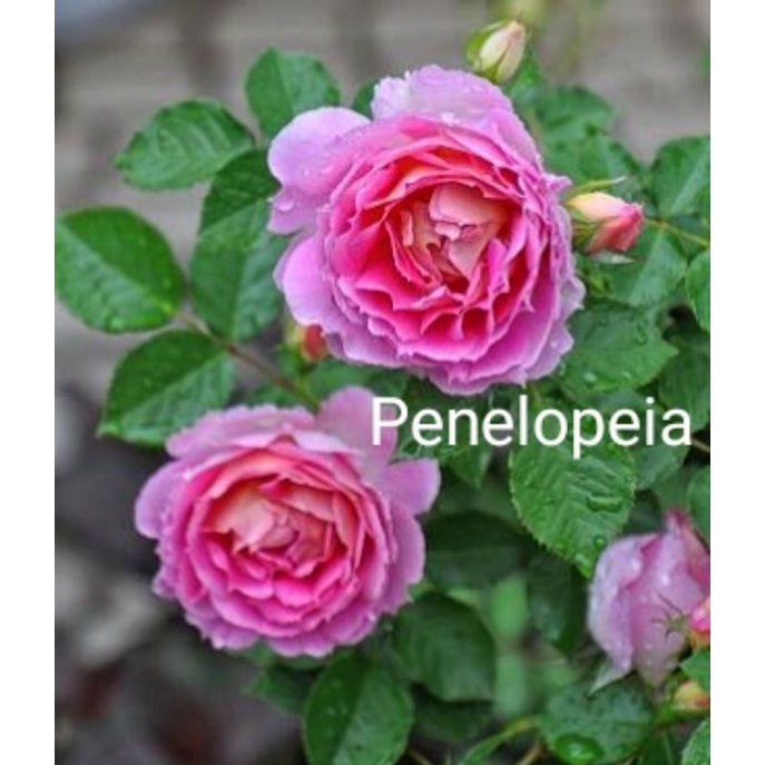 pokok ros berid ready stock ros hidup ros tahan panas rosa siam ros ...