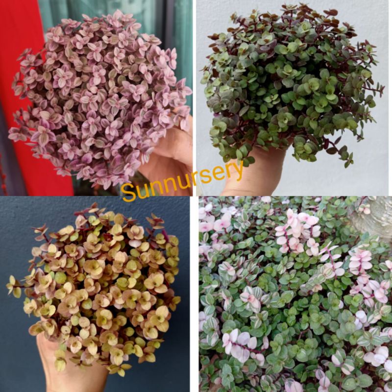 CUTTING For Bianca, Yellow Gold Callisia Repens, Green Callisia Repens ...