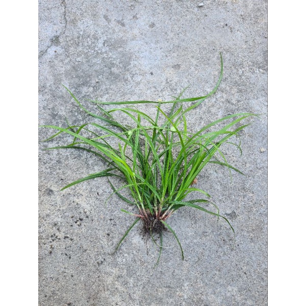 Rumput helicopter/rumput pendul/mata lalat putih/kyllinga | Shopee Malaysia