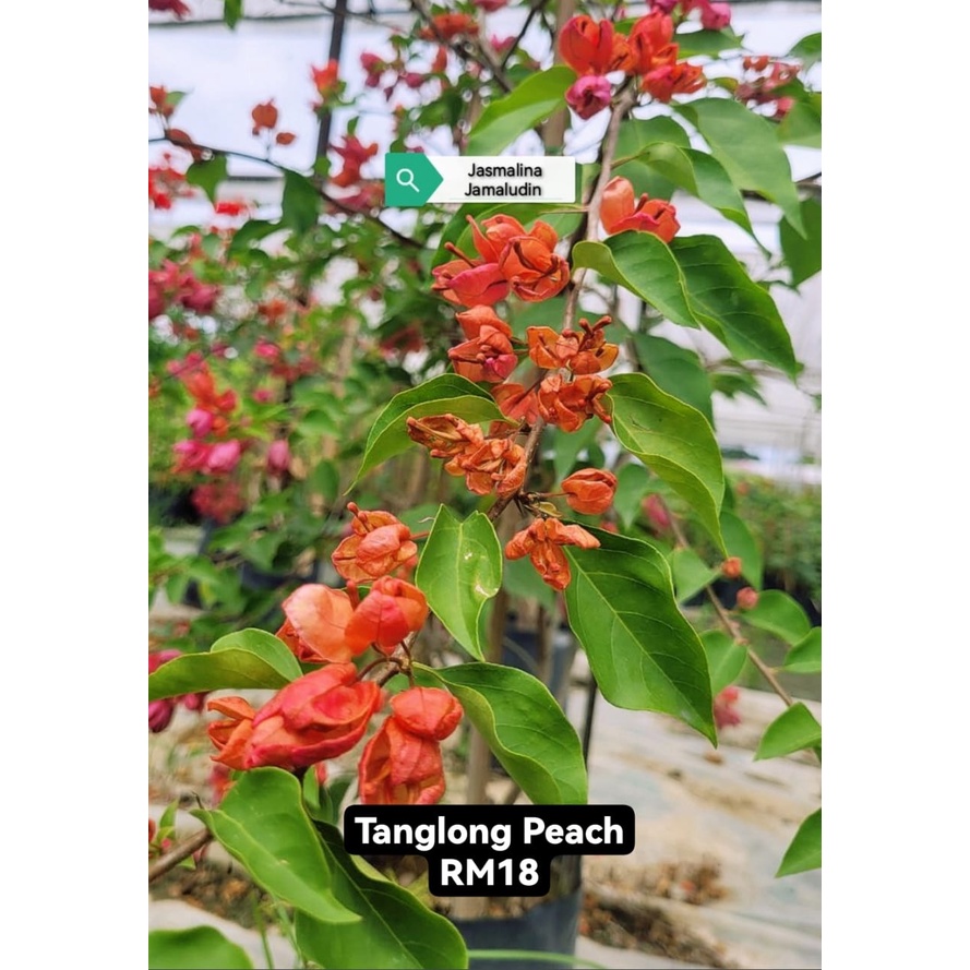 Bunga Kertas Bougainvillea Tanglong Peach | Shopee Malaysia