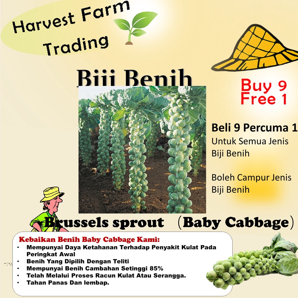 Benih Kubis Baby Brussel Sprout 50pcs+- Baby Cabbage seed 孢子甘蓝种子 biji ...