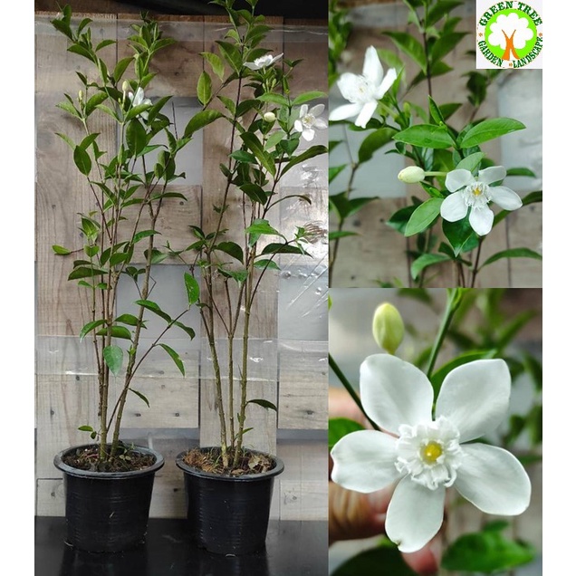Live Plant: Melur Batu / Pokok Bunga Melur Siam / Jasmine Sambal Thai ...