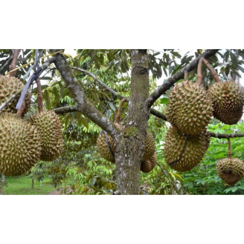POKOK DURIAN DURI HITAM | Shopee Malaysia
