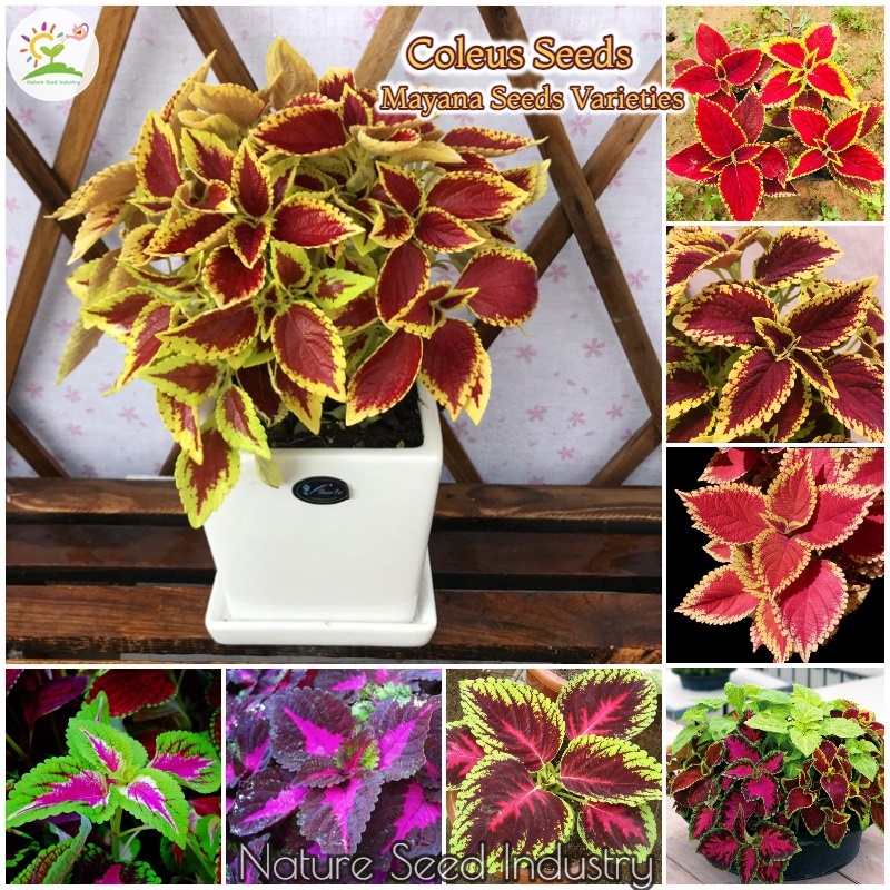 Benih Bunga Coleus Flower Seeds for Planting (100PCS Mix Color, Easy To ...