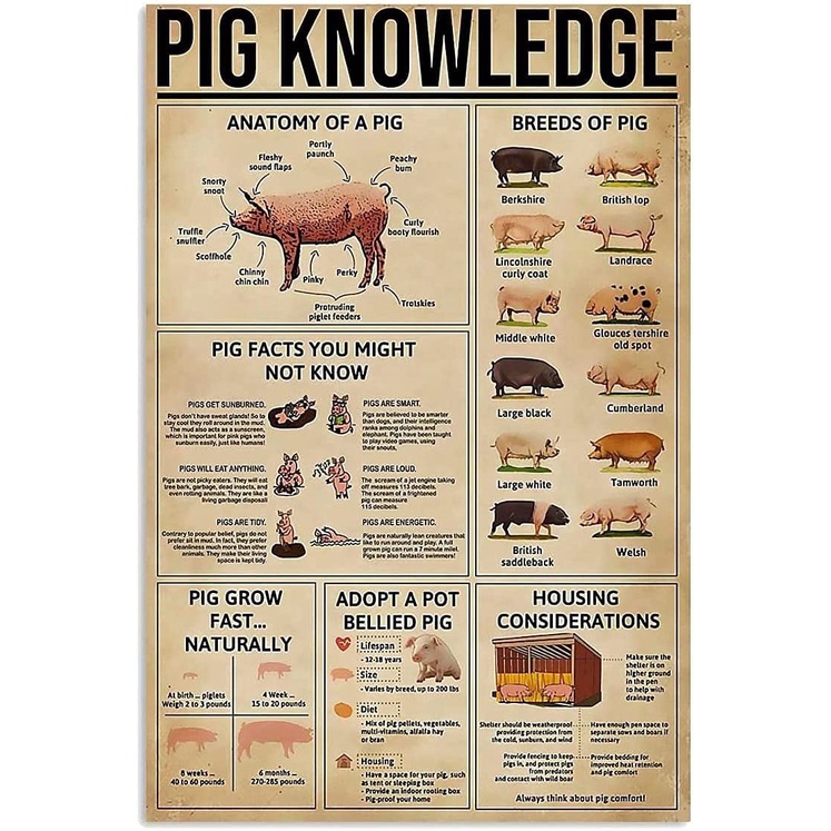 Pig Knowledge Metal Canvas Printing Variety Wall Board Vintage Art ...