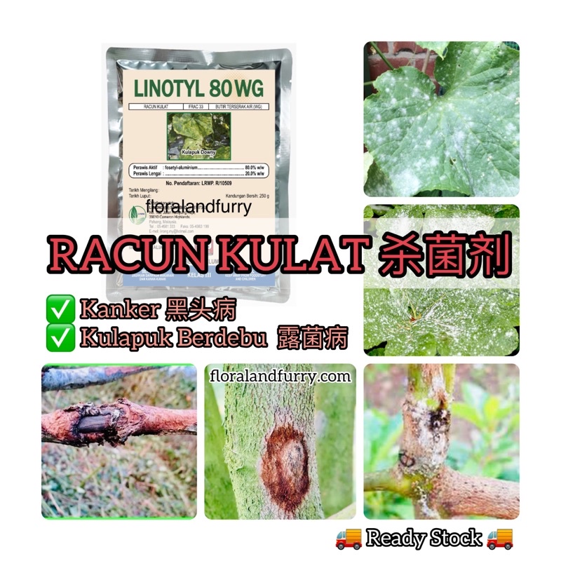 250g LINOTYL Fosetyl-aluminium 80% Racun Kulat Kanker Pokok Durian ...