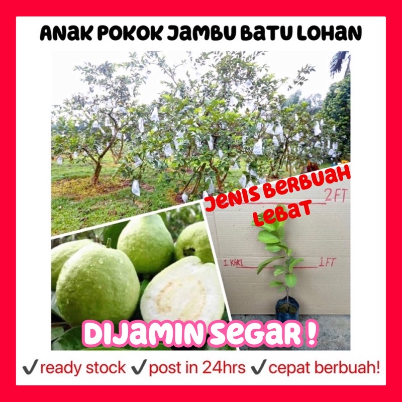 Rina • anak pokok Jambu batu Lohan • dijamin segar cepat berbuah hybrid ...