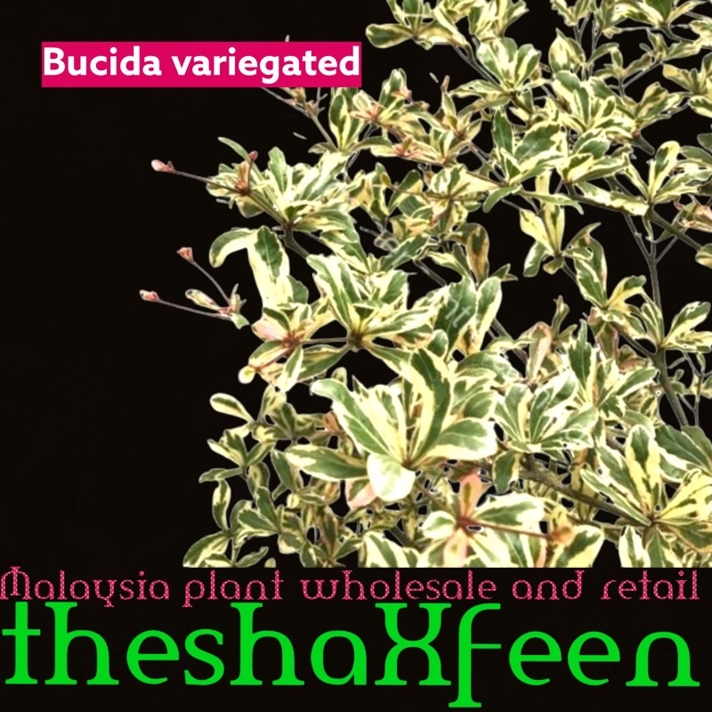 Pokok bucida batik theshaxfeen | Shopee Malaysia