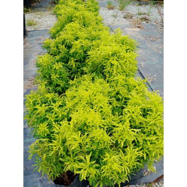 Pokok Puding Bihun / Puding Bihun | Shopee Malaysia