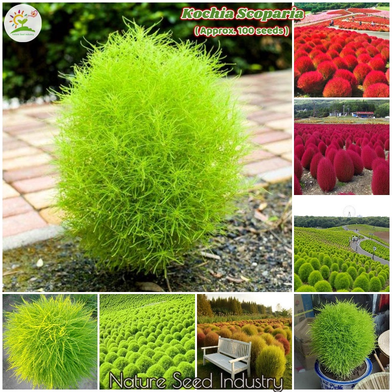 Kochia Scoparia Seeds for Planting (100 seeds/pack, Easy To Grow ...