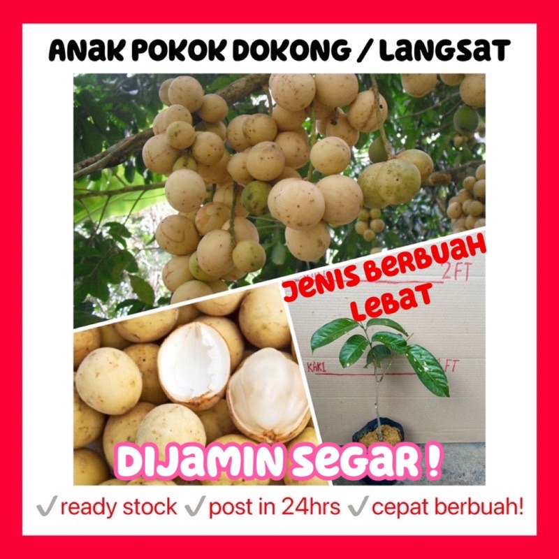 Rina • anak pokok dokong / langsat • longkong lansium parasiticum ...