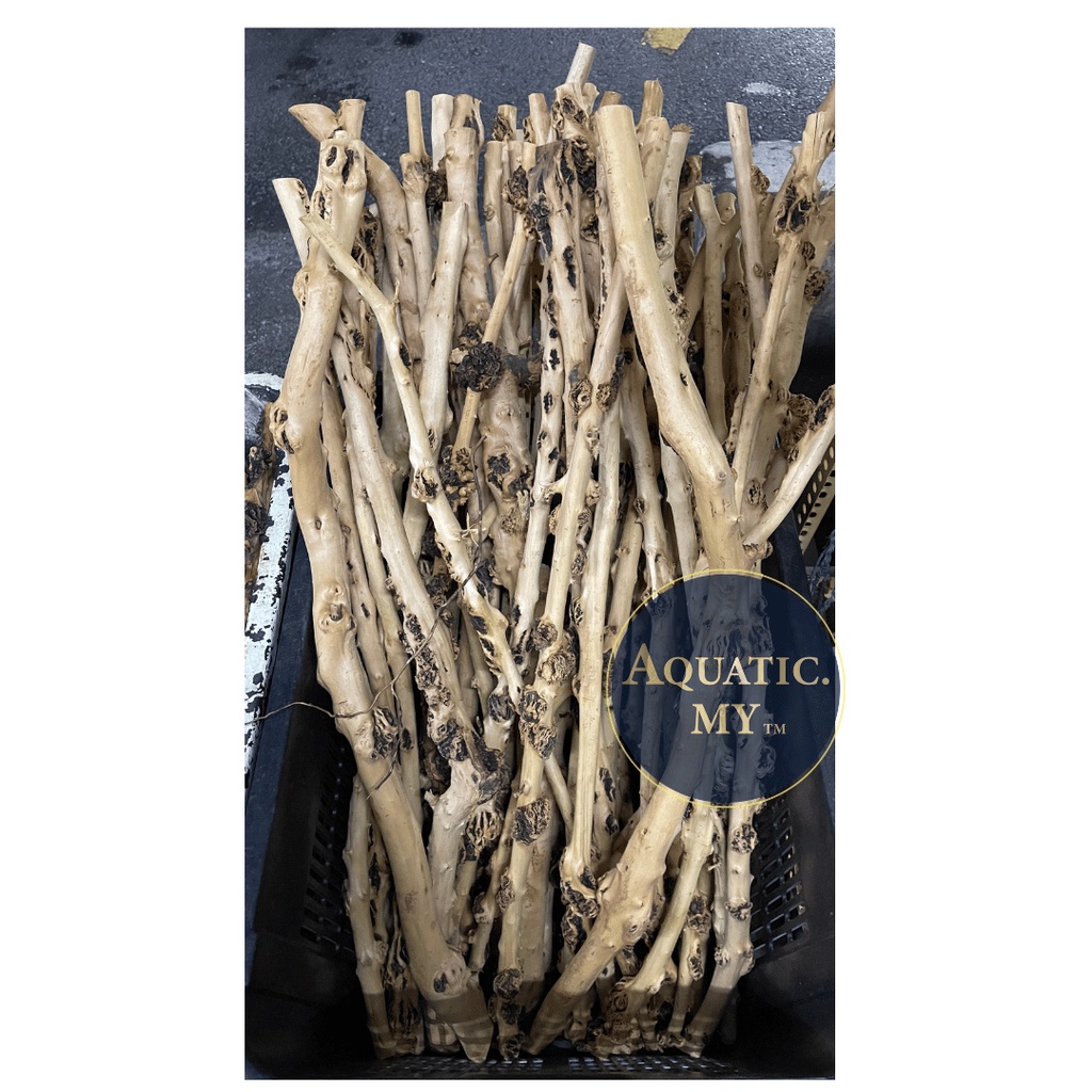 Aquascape Forest Jungle Style Driftwood (1pc) Terrarium Vivarium ...