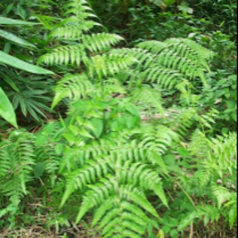 Pokok paku pakis/Pokok paku pakis berakar | Shopee Malaysia