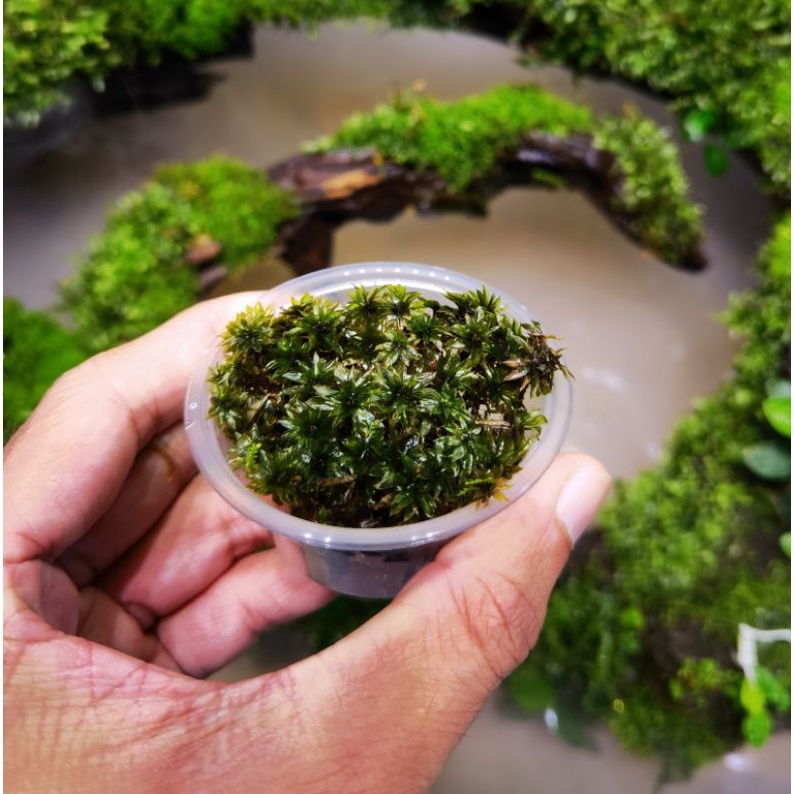 🔥Umbrella Moss🔥Rhodobryum Giganteum - Terrarium / Paludarium / Vivarium ...