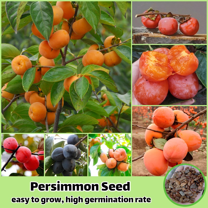 Sweet and Juicy Persimmon Seed Fruit Seeds for Planting (10 Seeds/pack ...