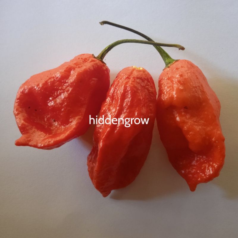 Biji Benih Cili Hantu Ghost Devil Pepper Seed (Bhut Jolokia/ Naga ...