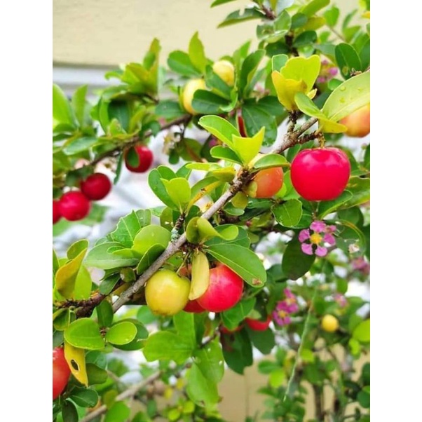 Anak Pokok Ceri Berbados Hybrid | Shopee Malaysia