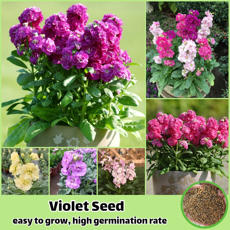 Color Mixing Violet Seeds for Planting (100pcs/bag) Ornamental Flower ...