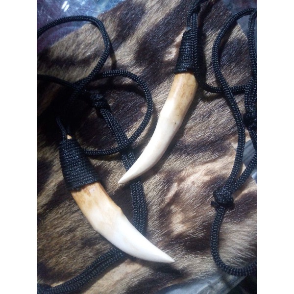 Tiger Beetle Fangs Tooth Shape Pendant Necklace | Shopee Malaysia