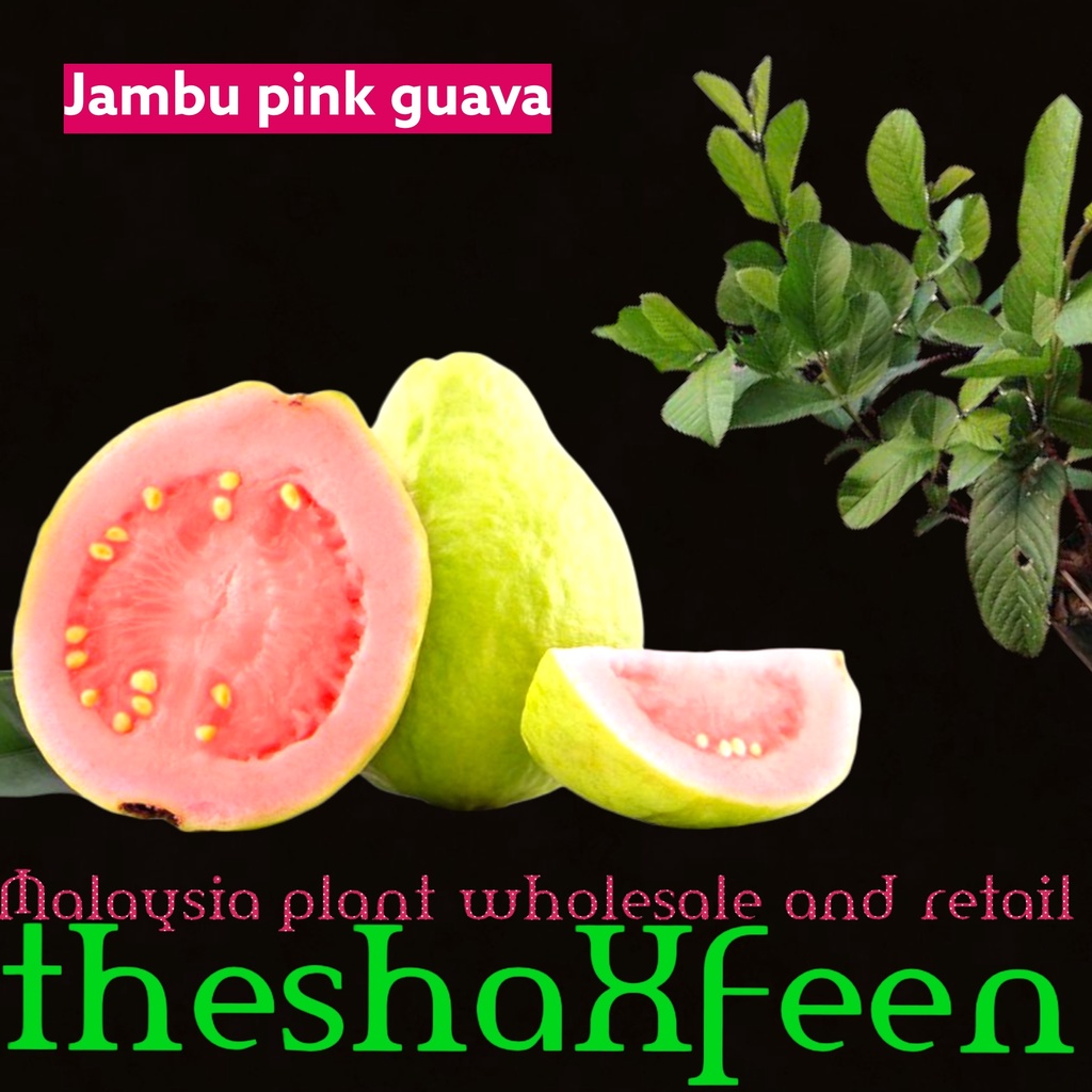 Pokok jambu batu pink guava theshaxfeen | Shopee Malaysia