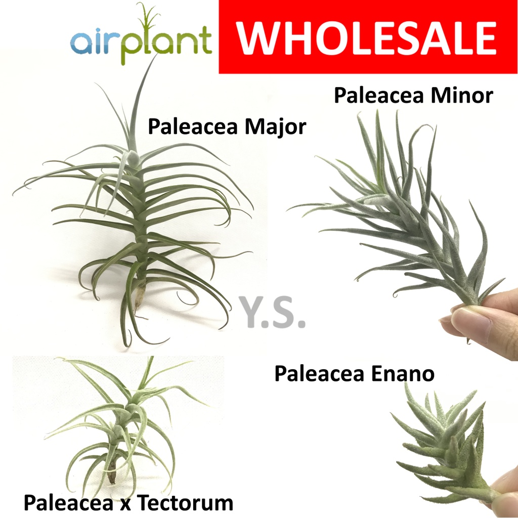 Air Plant - Tillandsia Paleacea Major / Minor / Enano / Tectorum ...