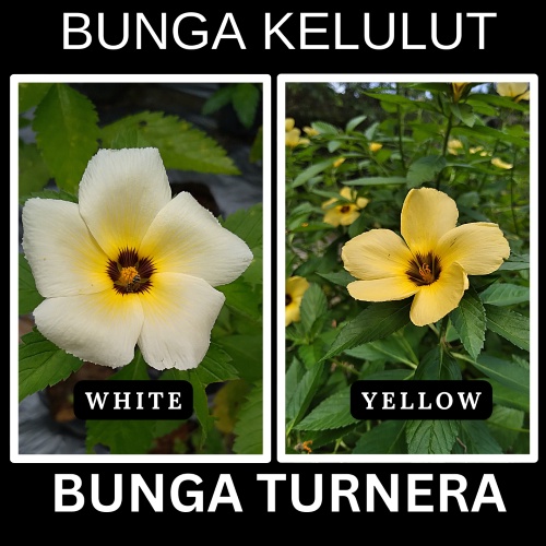 BENIH BUNGA TURNERA | LIVE PLANT | Shopee Malaysia
