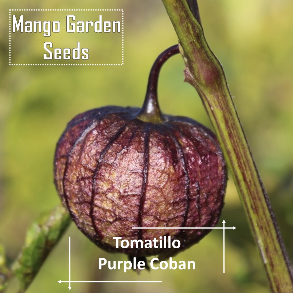 Heirloom Purple Coban Tomatillo Seeds - 5 Seed *Pot Friendly* Tanam ...