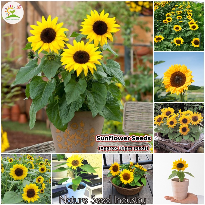 Dwarf Sunflower Seeds for Planting (30 seeds/pack, Easy To Grow In ...