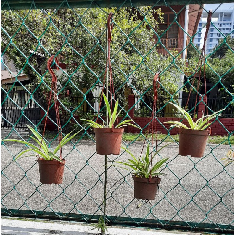 Pokok Spider plant dalam pasu gantung/Spider plant in hanging pot ...