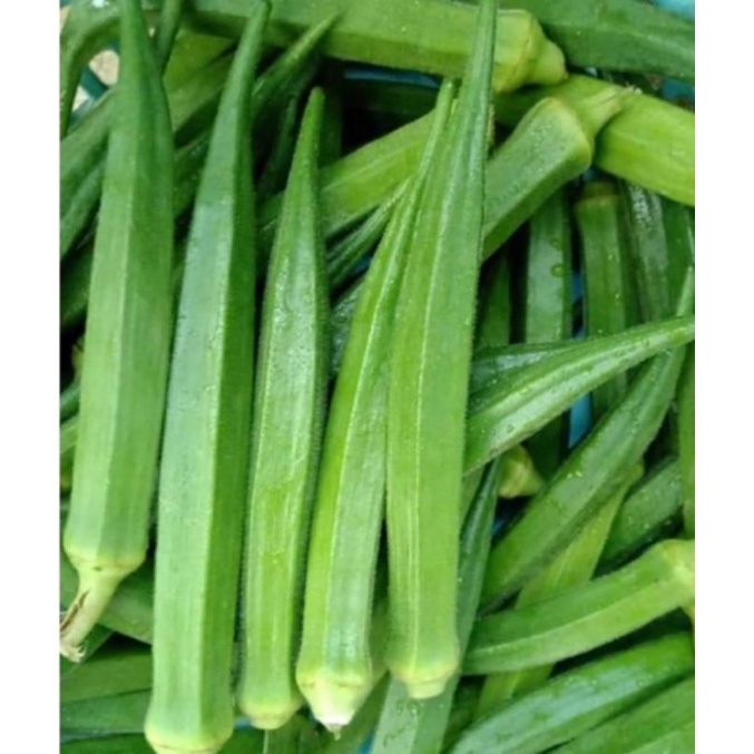 Biji benih bendi hijau. Green okra f1 hybrid. RM5 30seeds,RM10 65seeds ...