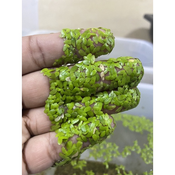 Duckweed [ landoltia punctata / floating plant / pokok air / terapung ...