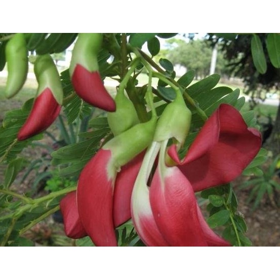 Anak Pokok Turi/Geti Merah | Shopee Malaysia