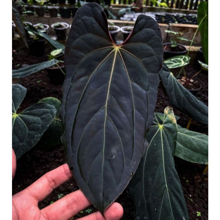 Anthurium Papillilaminum Hybrid / BLUE Papillilaminum / Aos X ...
