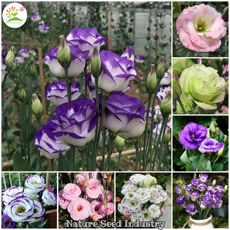 Mix Color Eustoma grandiflorum Seeds for Planting (30 seeds/bag ...