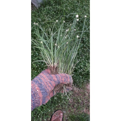 Rumput Helikopter Rumput Pendul Rumput Mata Lalat | Shopee Malaysia